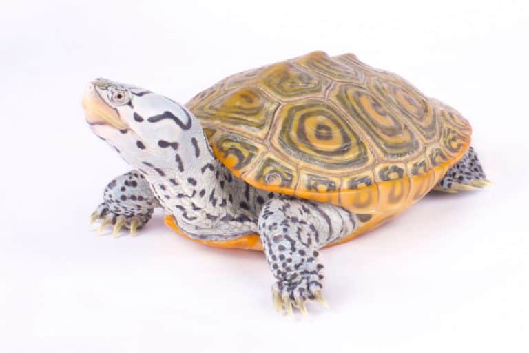 Diamondback Terrapin Care Sheet: Diet, Habitat, & More | Critters Aplenty
