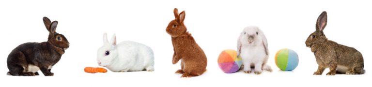 Do Rabbits Make Good Pets? The Basics & What To Expect | Critters Aplenty