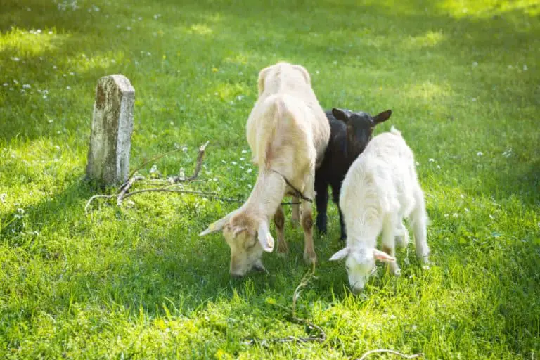 Do Goats Make Good Pets? | Critters Aplenty
